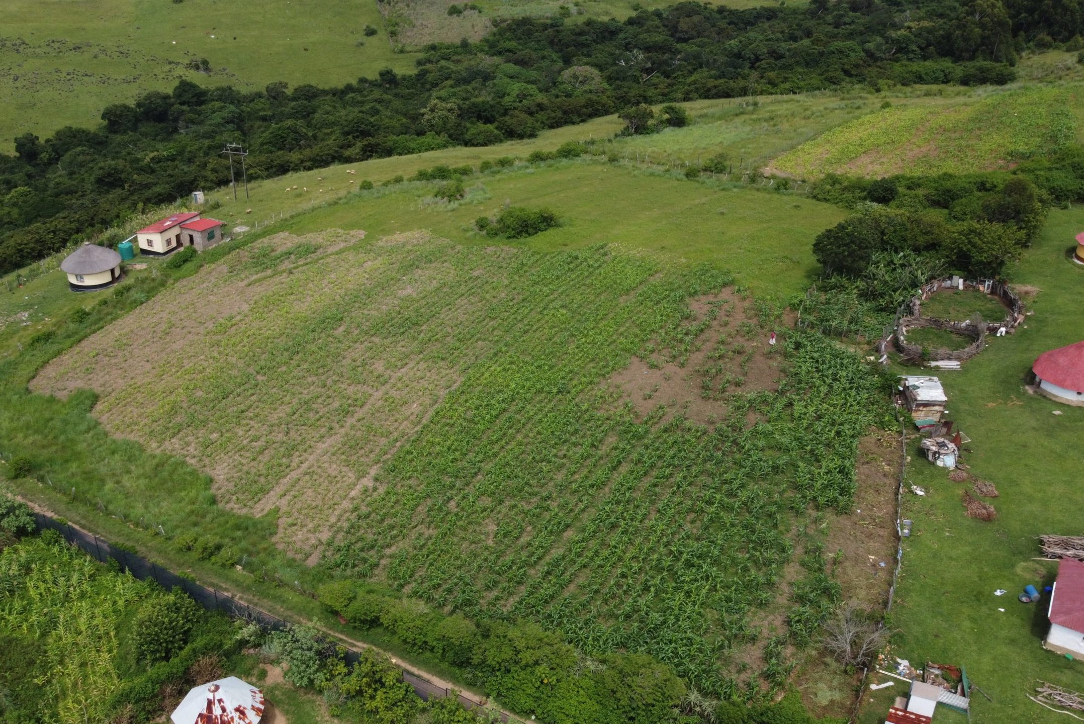 #PowerUp - Food security in Umbumbulu - Accountability Lab